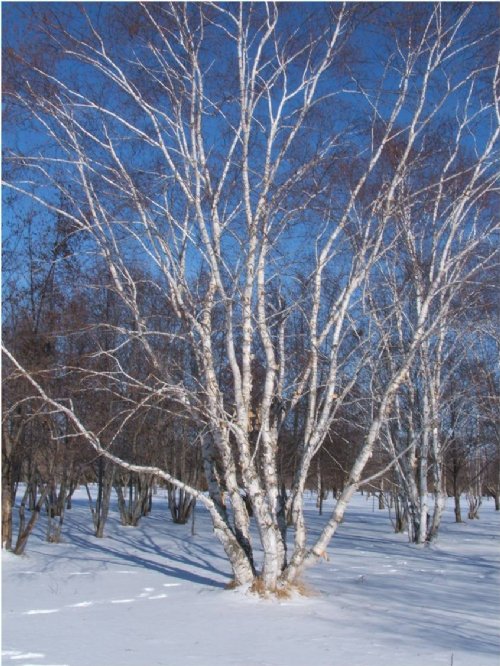 birch-paper